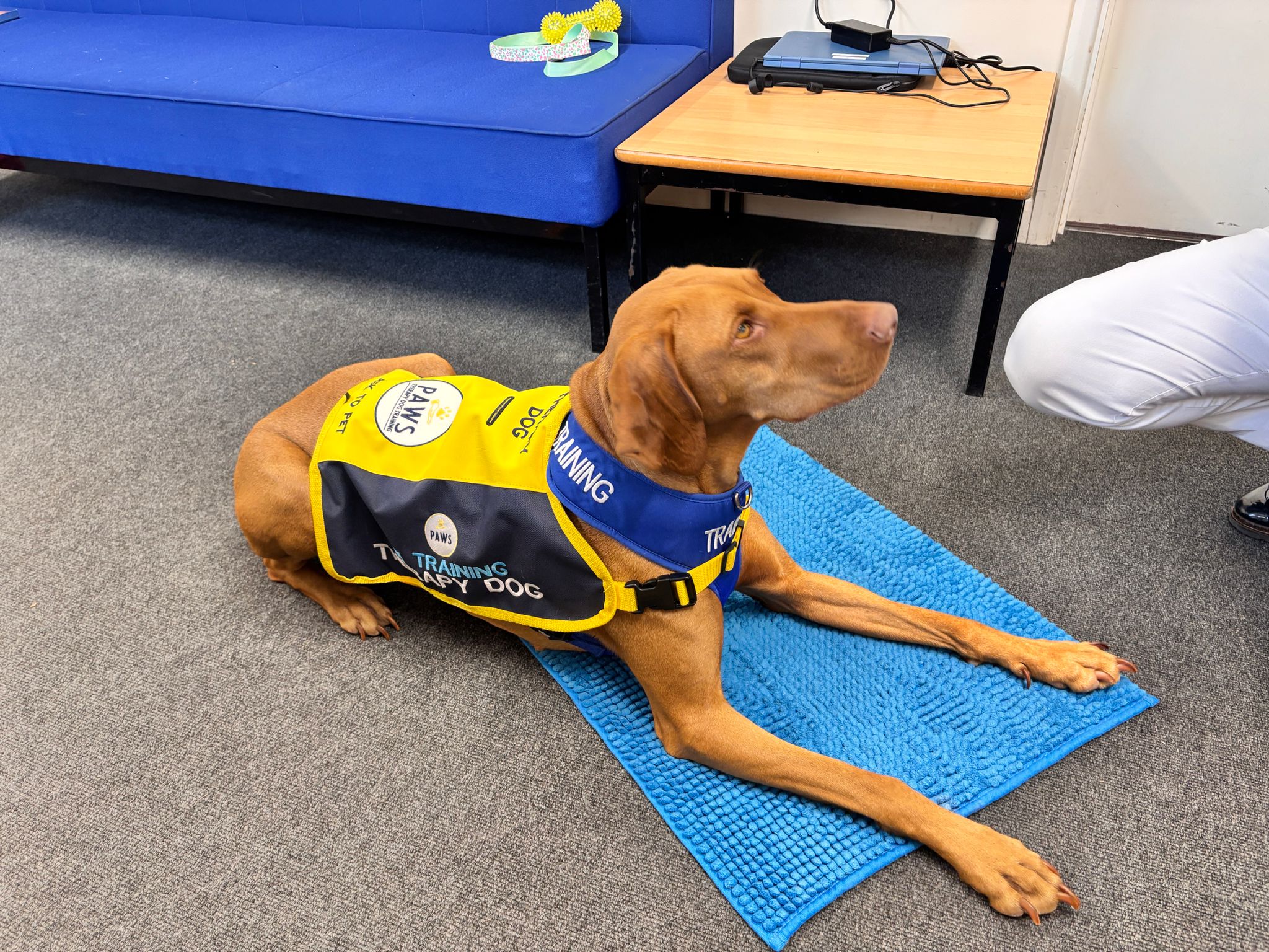 PAWS Therapy Dogs in Schools | UK's Leading School Therapy Dog Programme